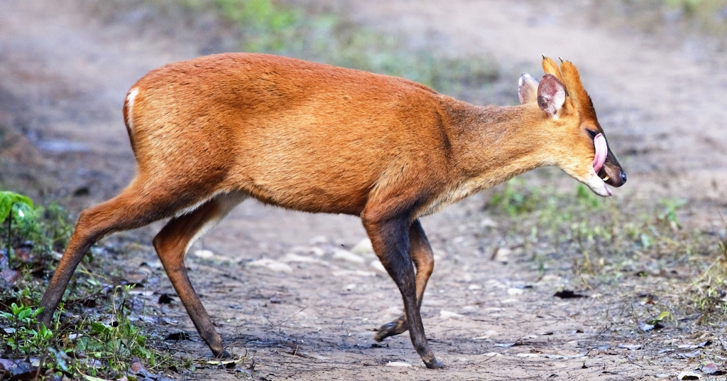 Kakar Deer
