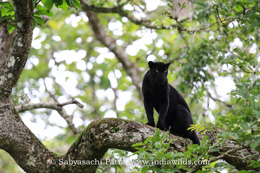 Black Panther: Environmental composition II