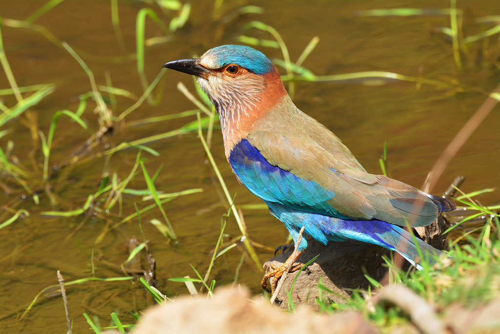 Indian roller