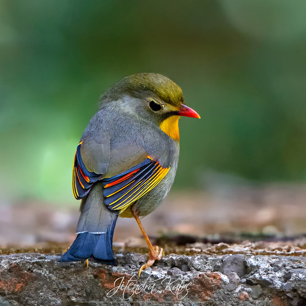 Red billed leiothrix