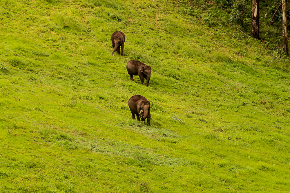 Munnar Elephants-2