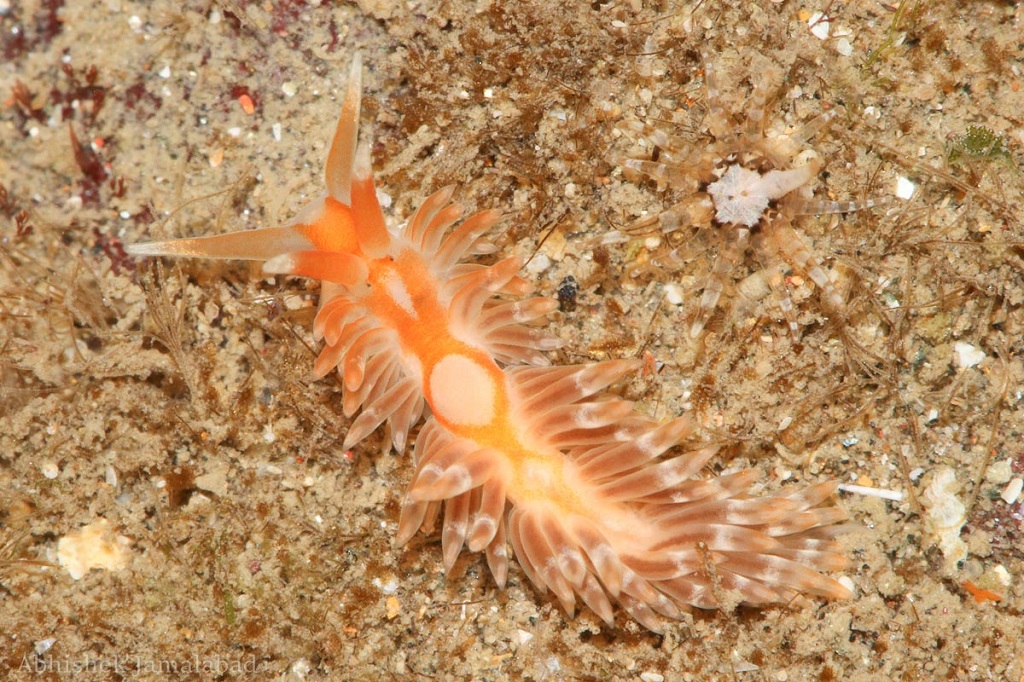 Anteaeolidiella sea slug