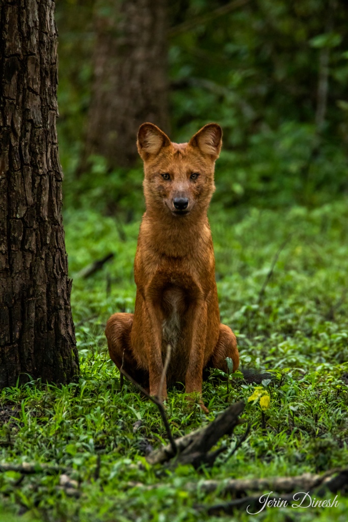 The wild pose ...