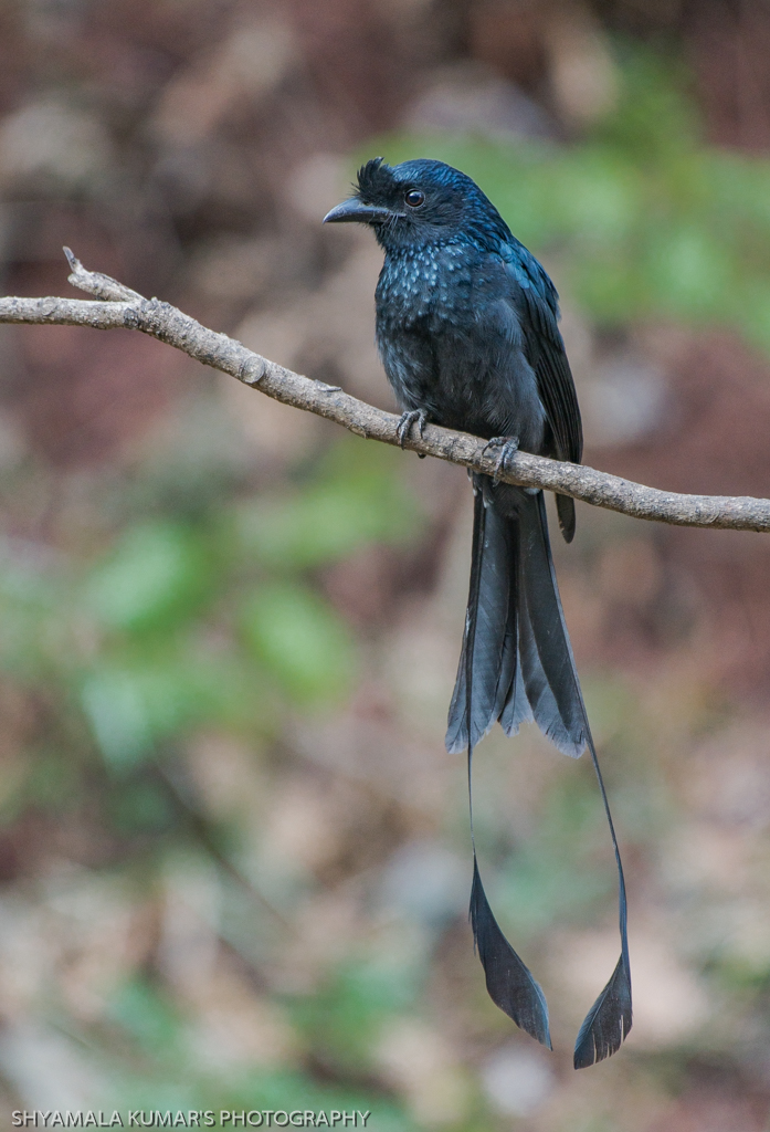 Racket tail Drongo