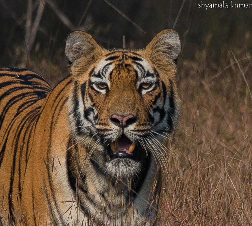 Portrait of a Tigress