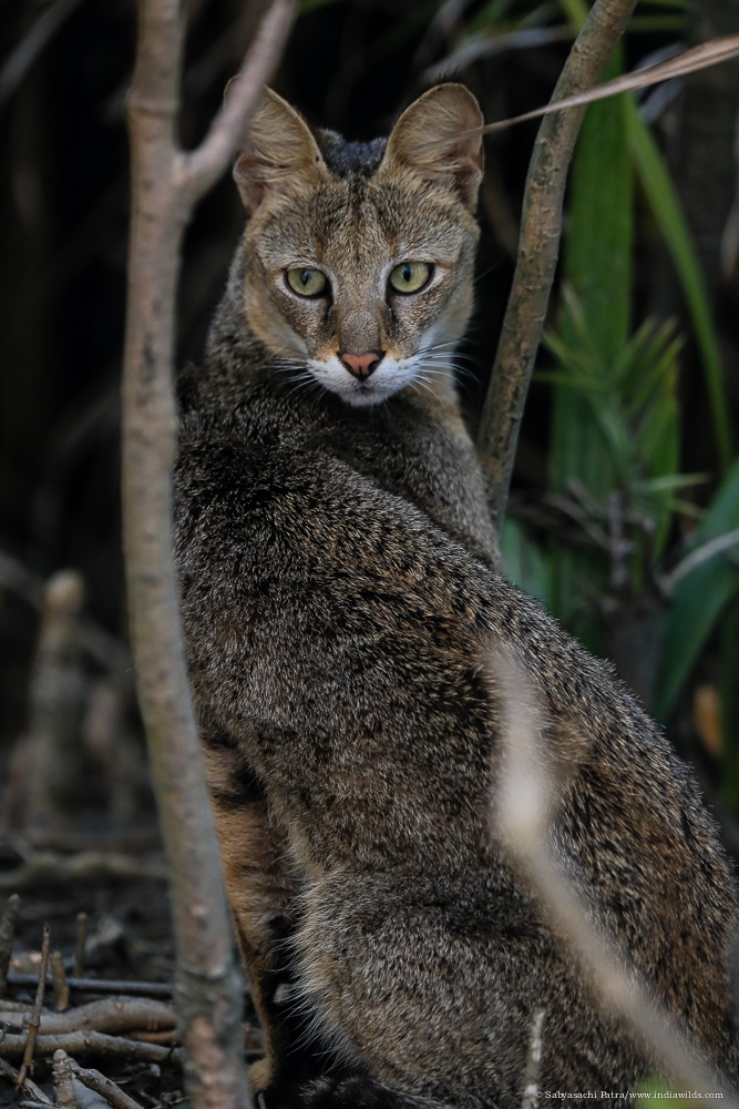 Jungle cat from Sundarbans