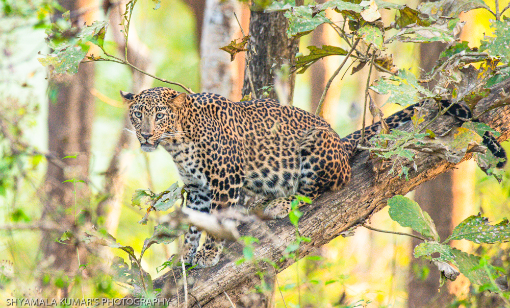 On a fallen Teak Tree