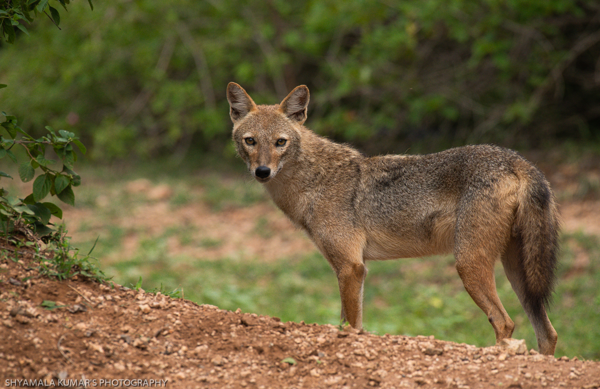 Jackals Of India ?? Mammals Indian Animals, 50% OFF
