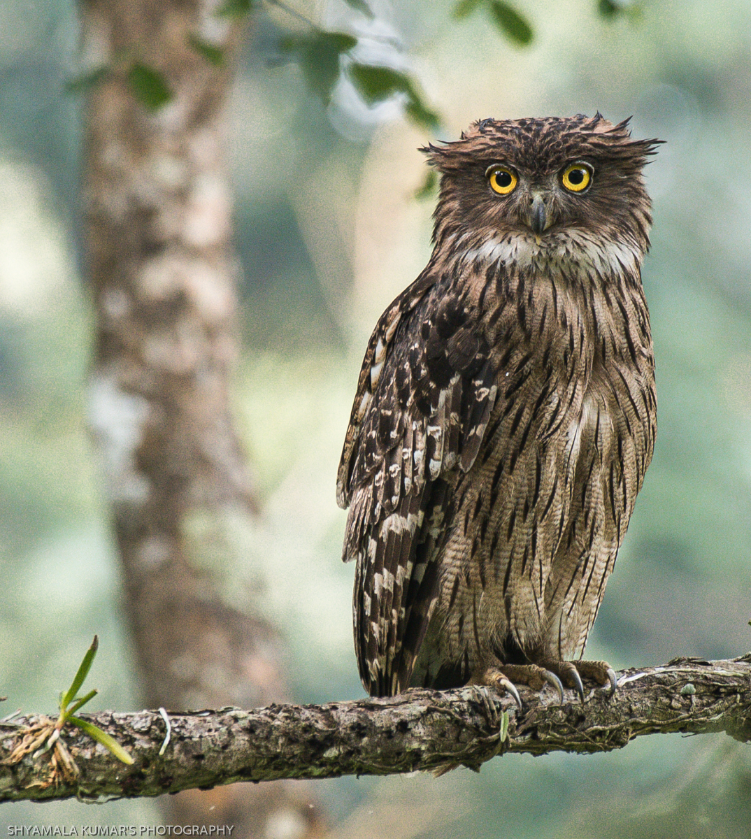 Brown Fish owl