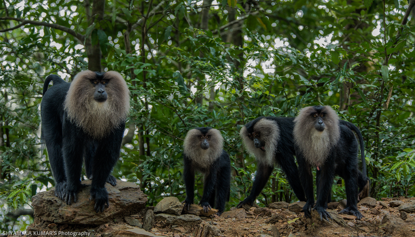 A troop of Lion tailed Macaques