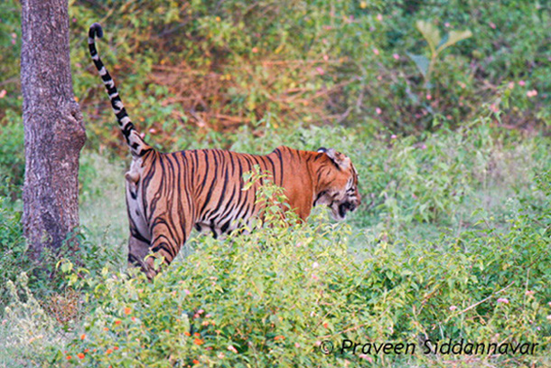 Tiger - Scent Marking Action!