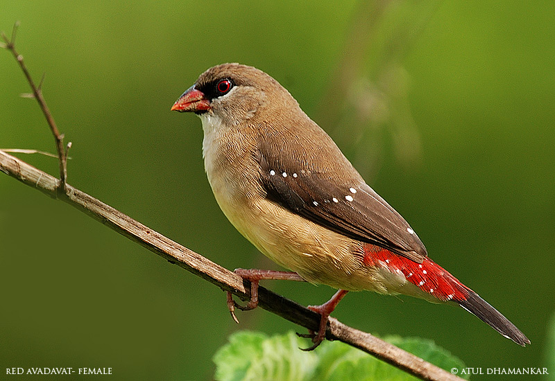 Red Munia - Female