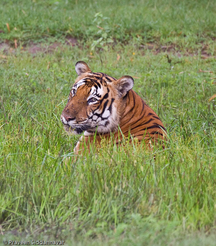 New Male Tiger/Bandipur - "Ram" Series#1