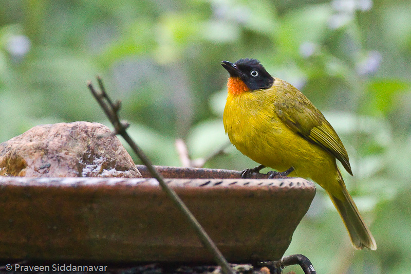Ruby Throated Yellow Bulbul/Ganeshgudi