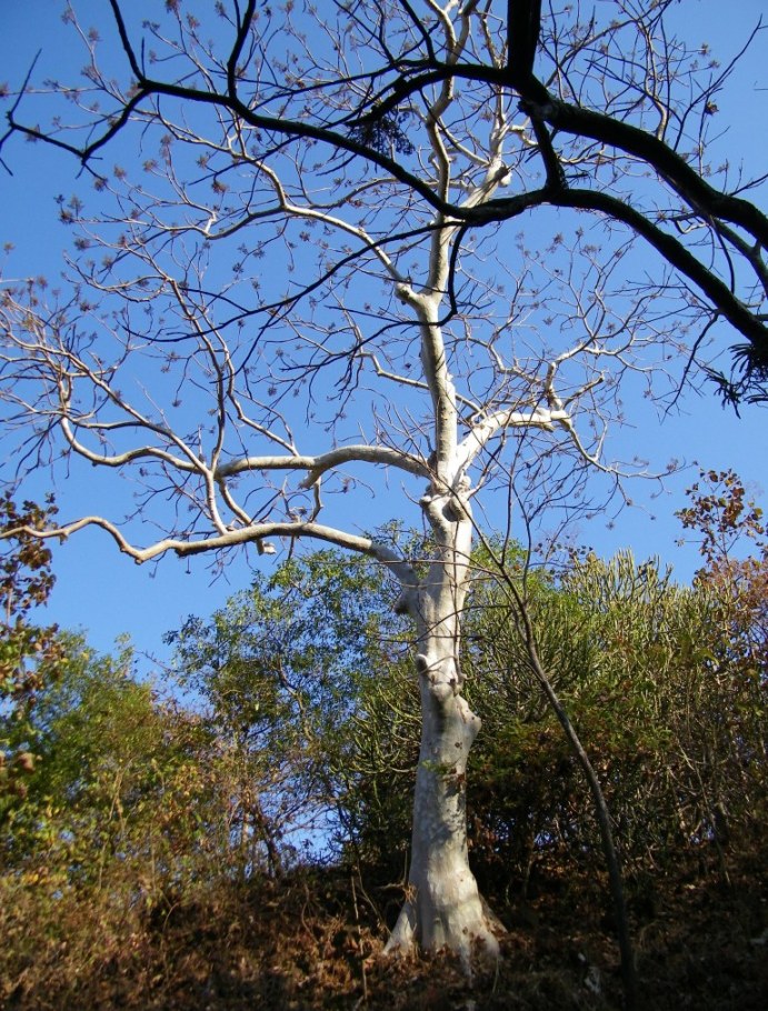 Indian Ghost Tree