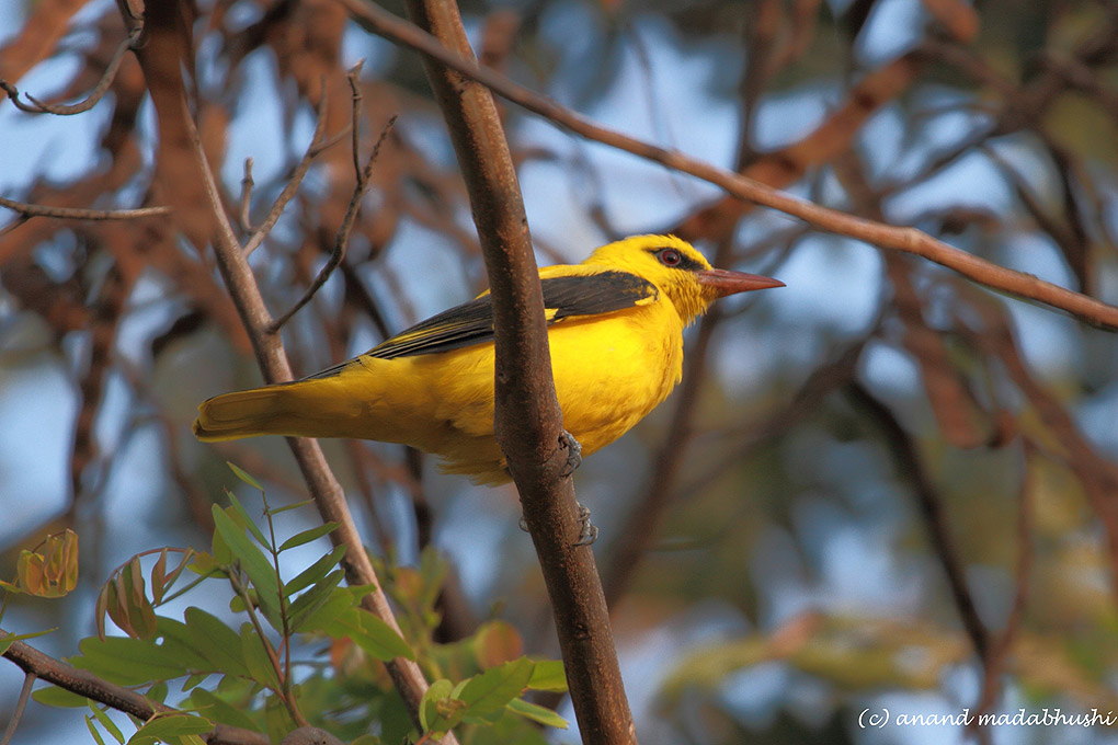 Golden Oriole
